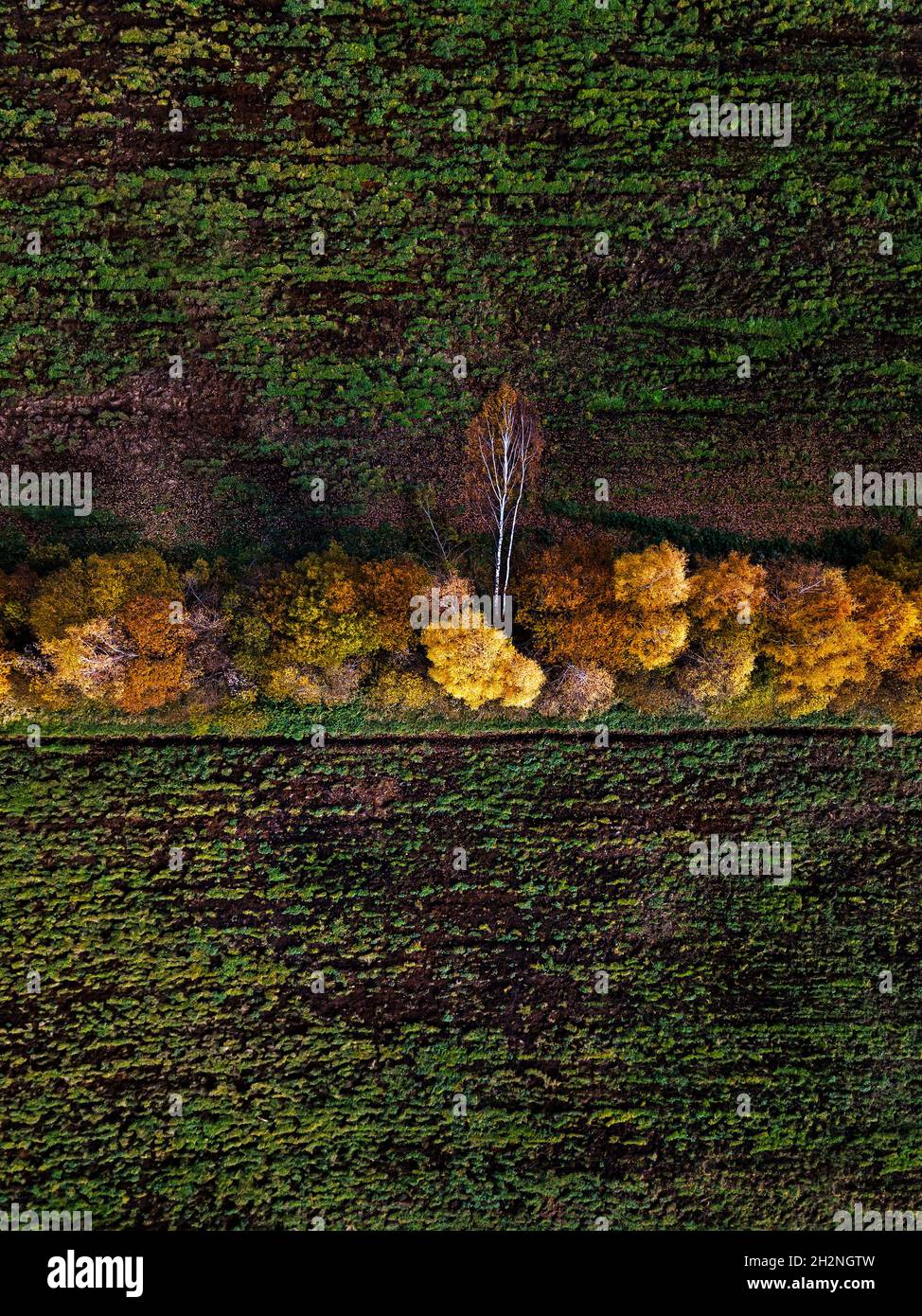 Aerial view of field windbreak in autumn Stock Photo - Alamy