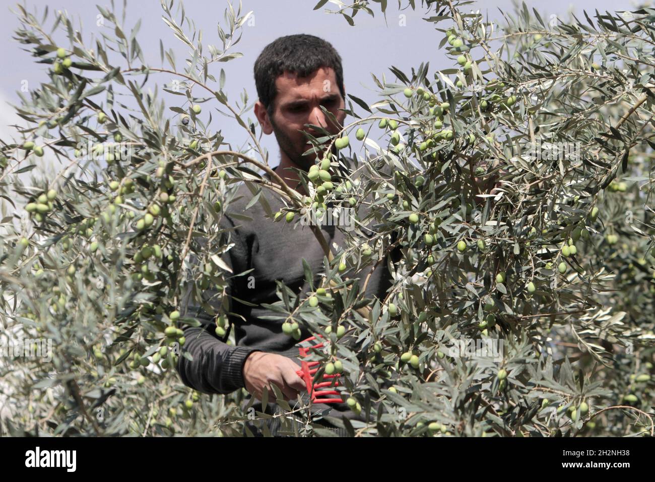 West bank, Nablus, Palestine. 23rd Oct, 2021. Palestinians pick olives ...