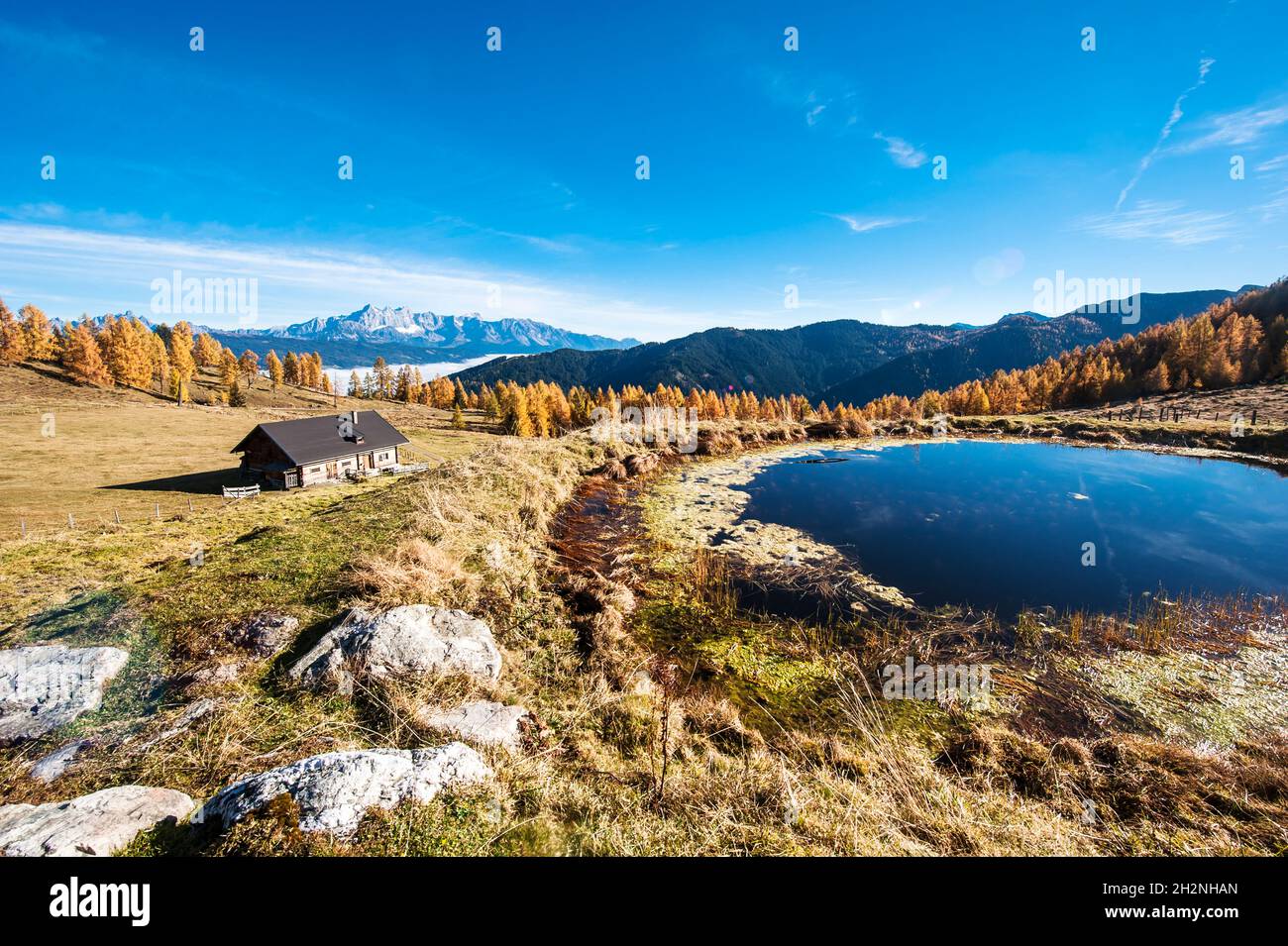 Woman with arms outstretched standing under tree Stock Photo - Alamy