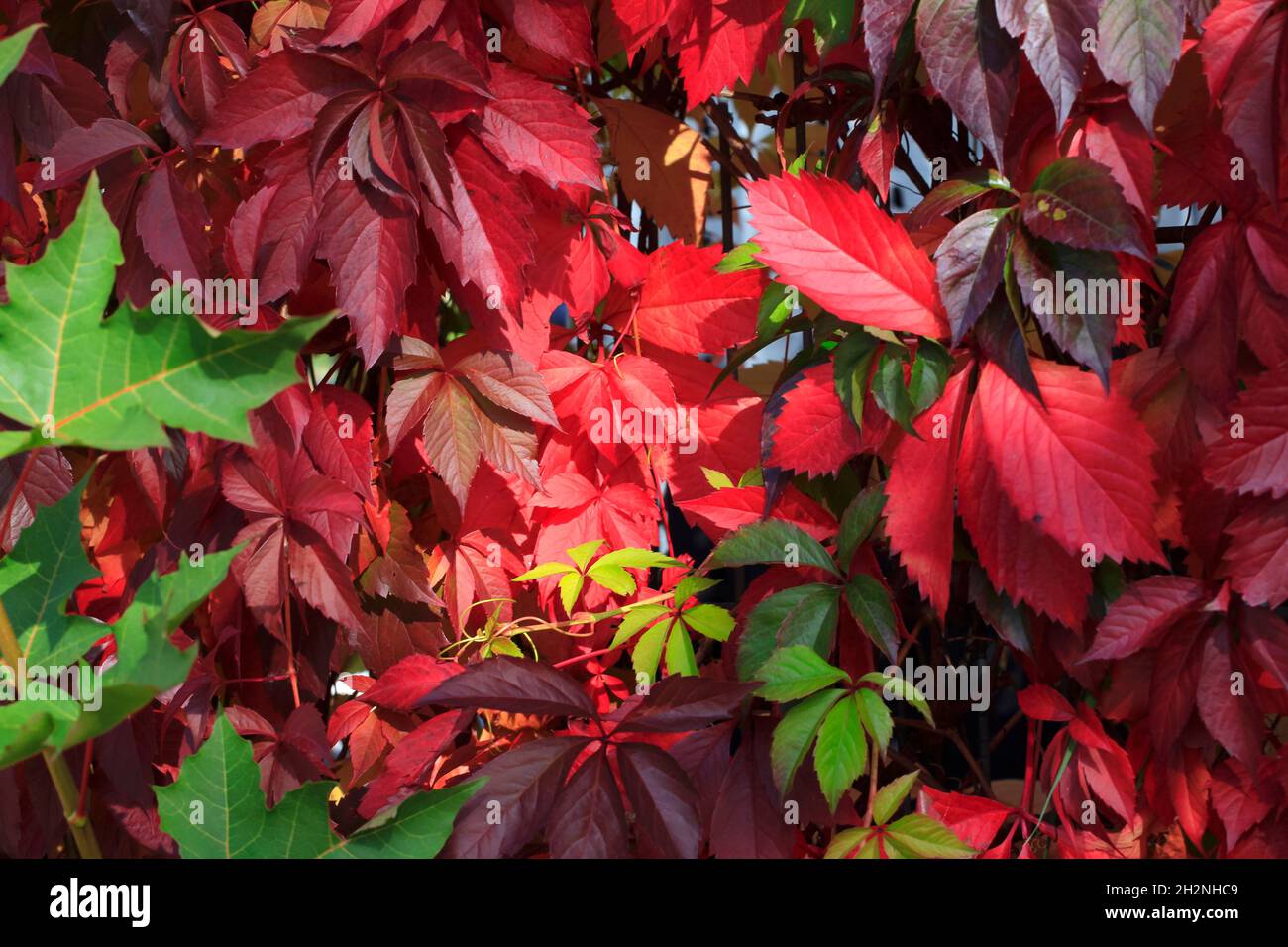 Vines in autumn hi-res stock photography and images - Alamy