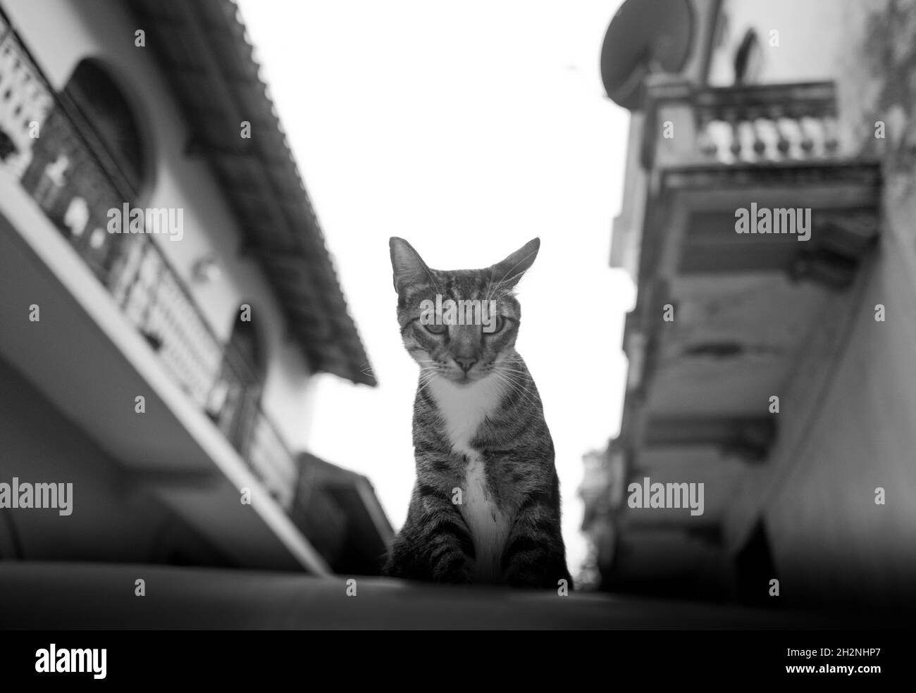 Cats locking at my camara in panama City Stock Photo - Alamy