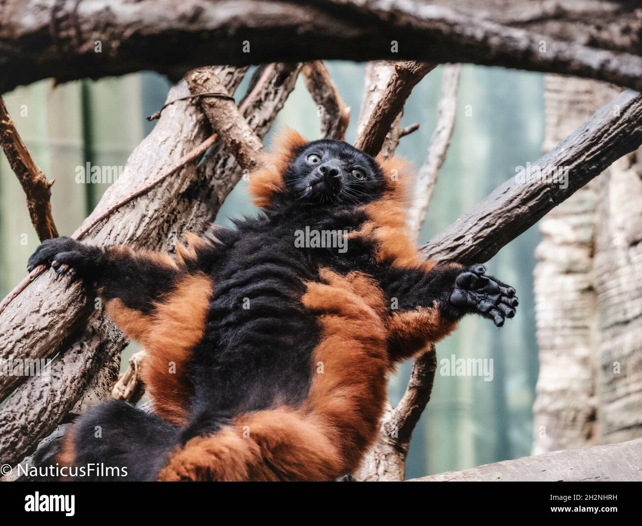 Selective of a funny red ruffed lemur (Varecia rubra Stock Photo - Alamy
