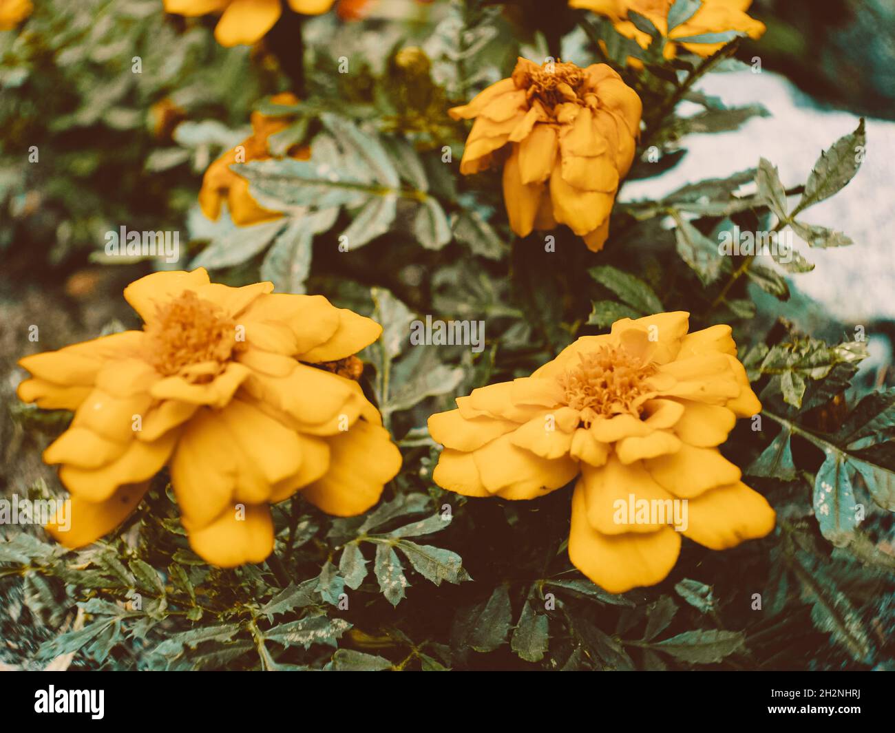 Withering bloom hi-res stock photography and images - Alamy