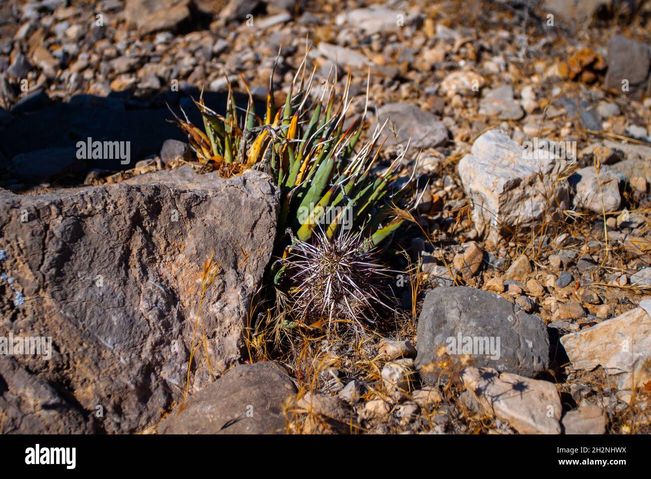 Dead plant on rocky ground hi-res stock photography and images - Alamy