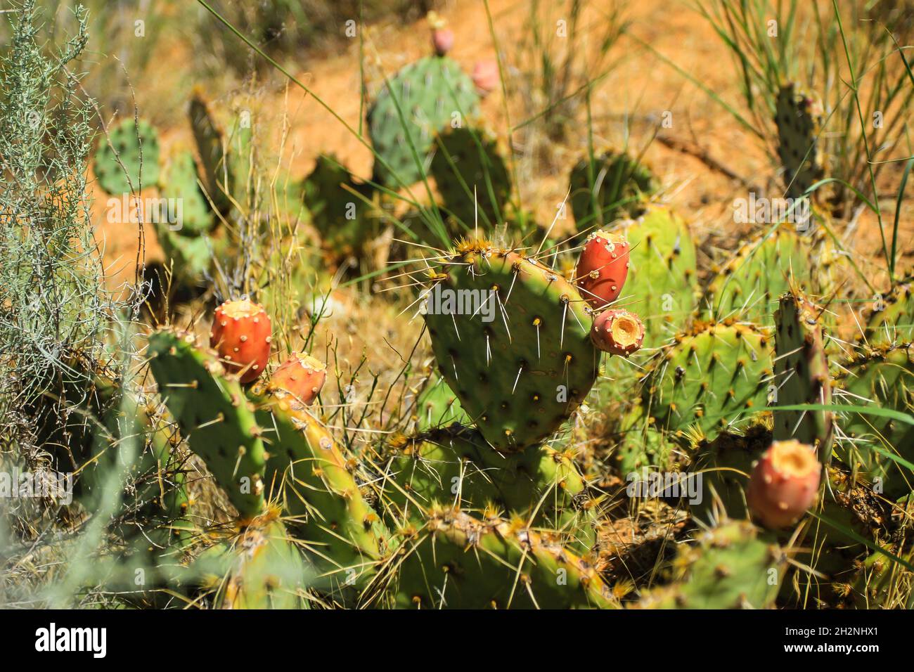 Opuntia bush hi-res stock photography and images - Alamy