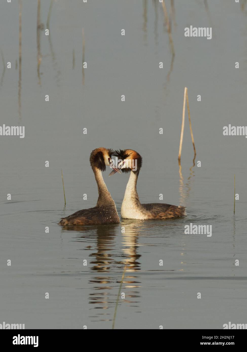 Great Crested Grebe (Podiceps cristatus) courtship display Stock Photo ...
