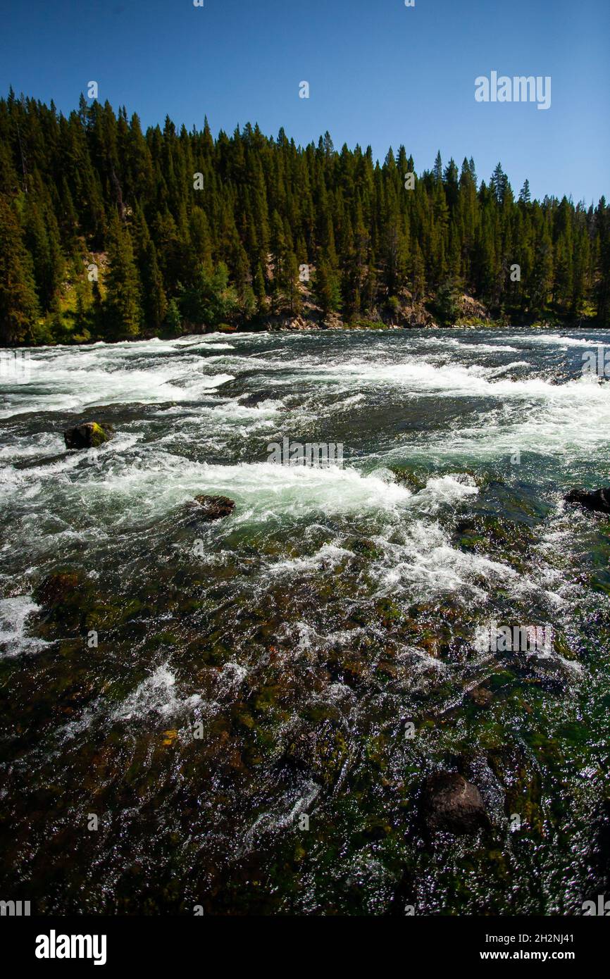 Rapid foamy river with coniferous forest on shore in background, focus ...