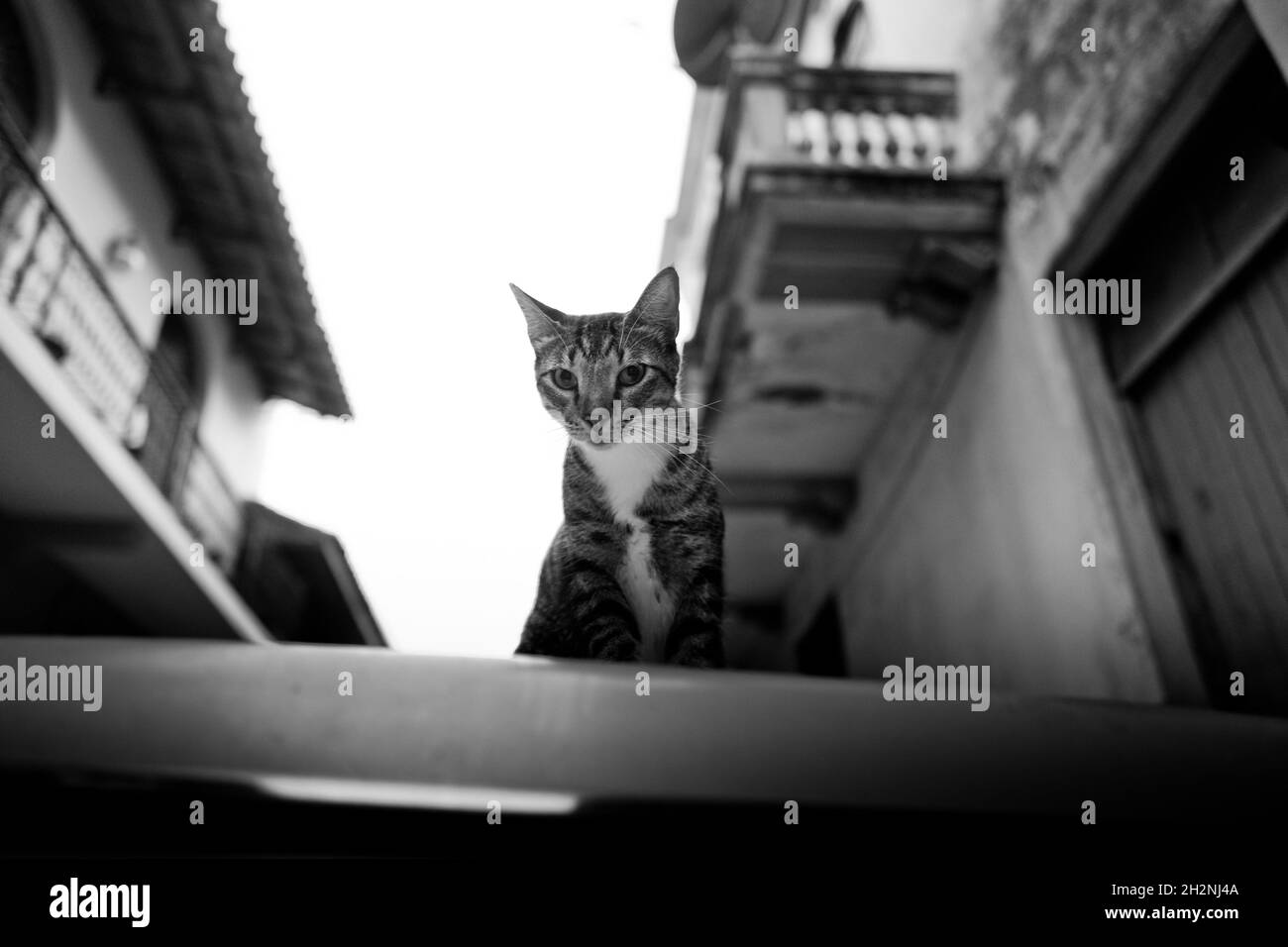 Cats locking at my camara in panama City Stock Photo - Alamy