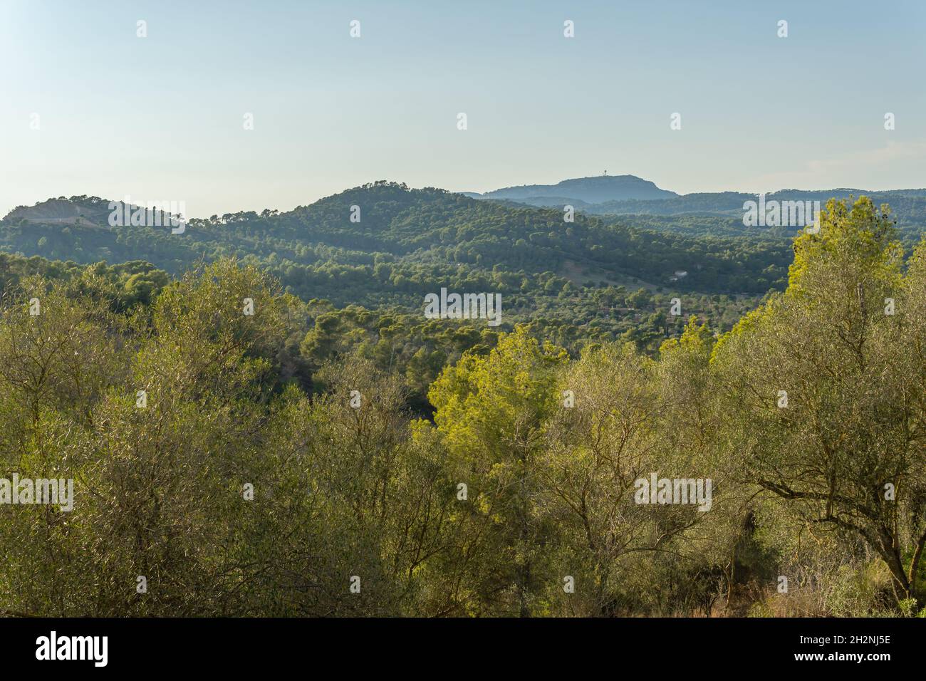 Mediterranean pine forest with the Randa mountain at sunset. Island of ...