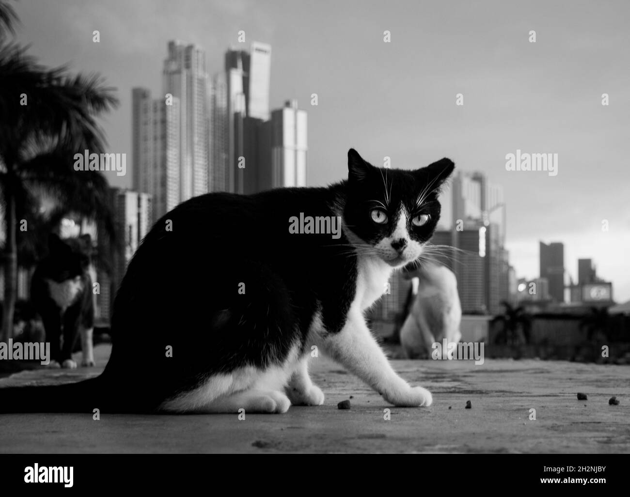 Cats locking at my camara in panama City Stock Photo - Alamy