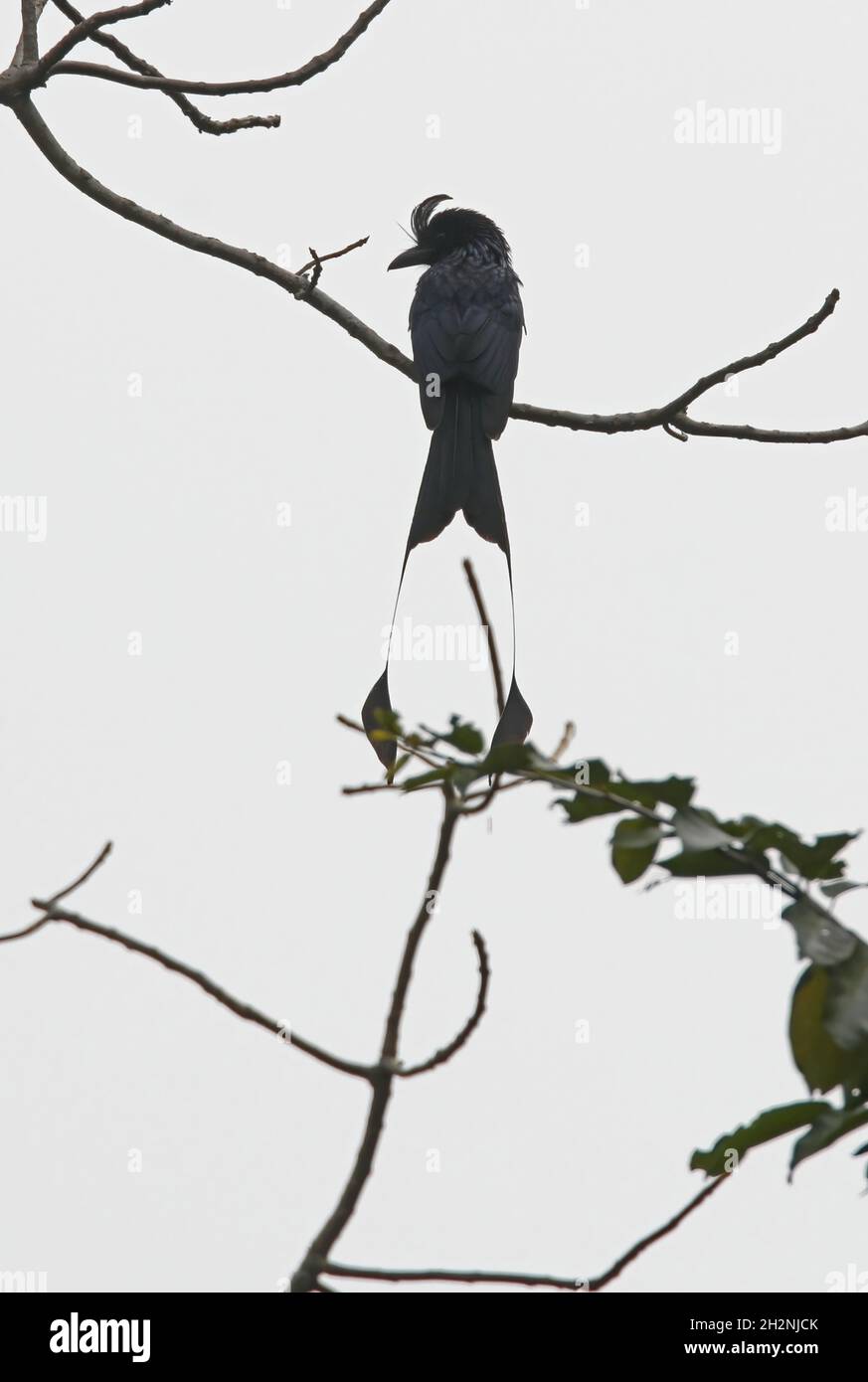 Greater Racquet-tailed Drongo Dicrurus paradiseus grandis) adult ...