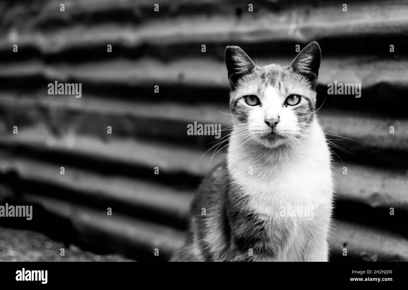 Camara Black and White Stock Photos & Images - Alamy