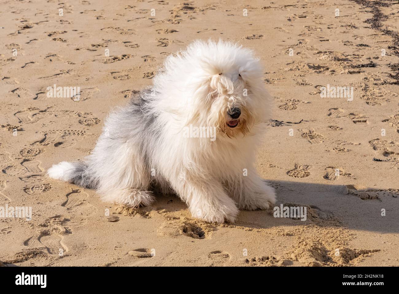 A dog bobtail, old English sheepdog on the beach Stock Photo - Alamy