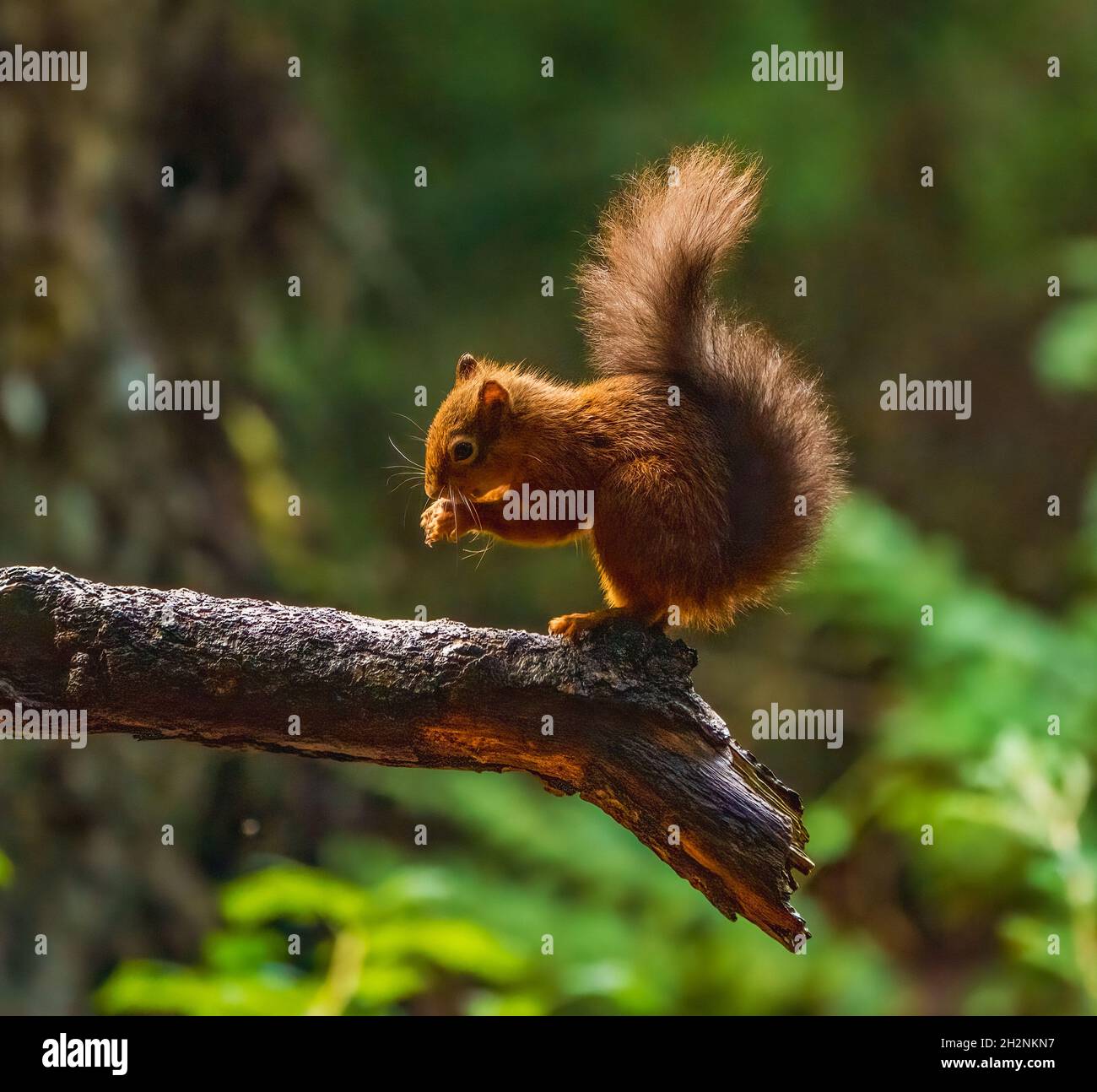 European red squirrel sciuridae hi-res stock photography and images - Alamy