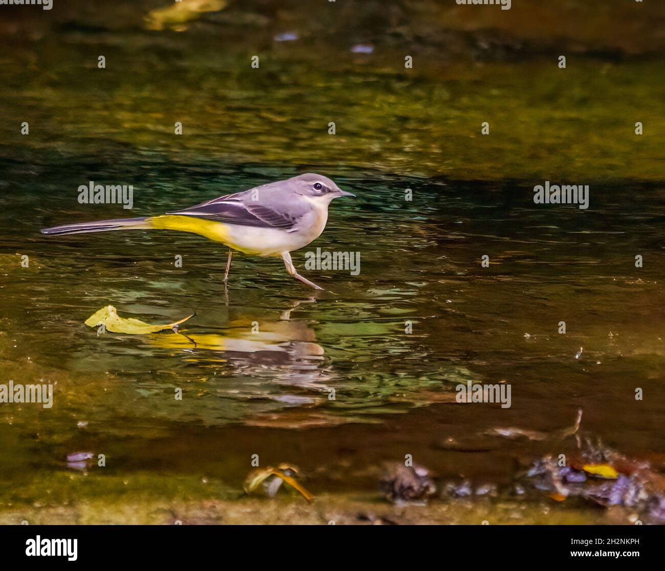 Grey and yellow wagtail hi-res stock photography and images - Alamy