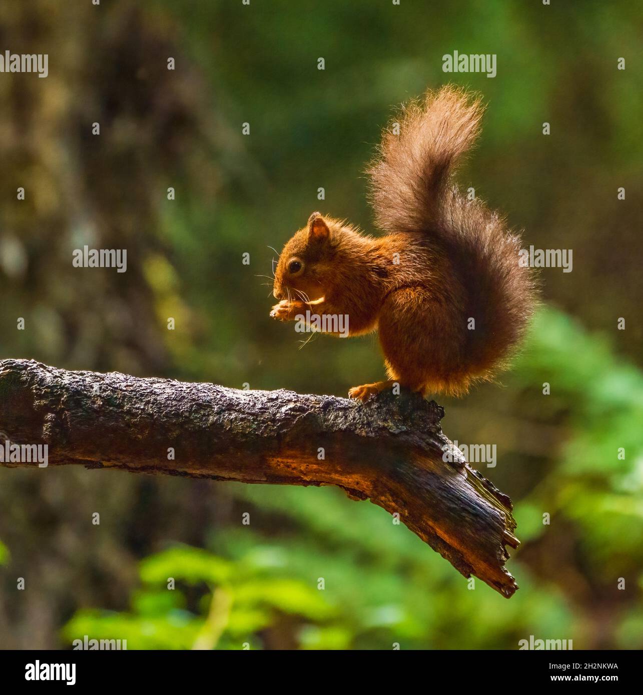 The Beautiful Red Squirrel In Early Morning Light Stock Photo - Alamy