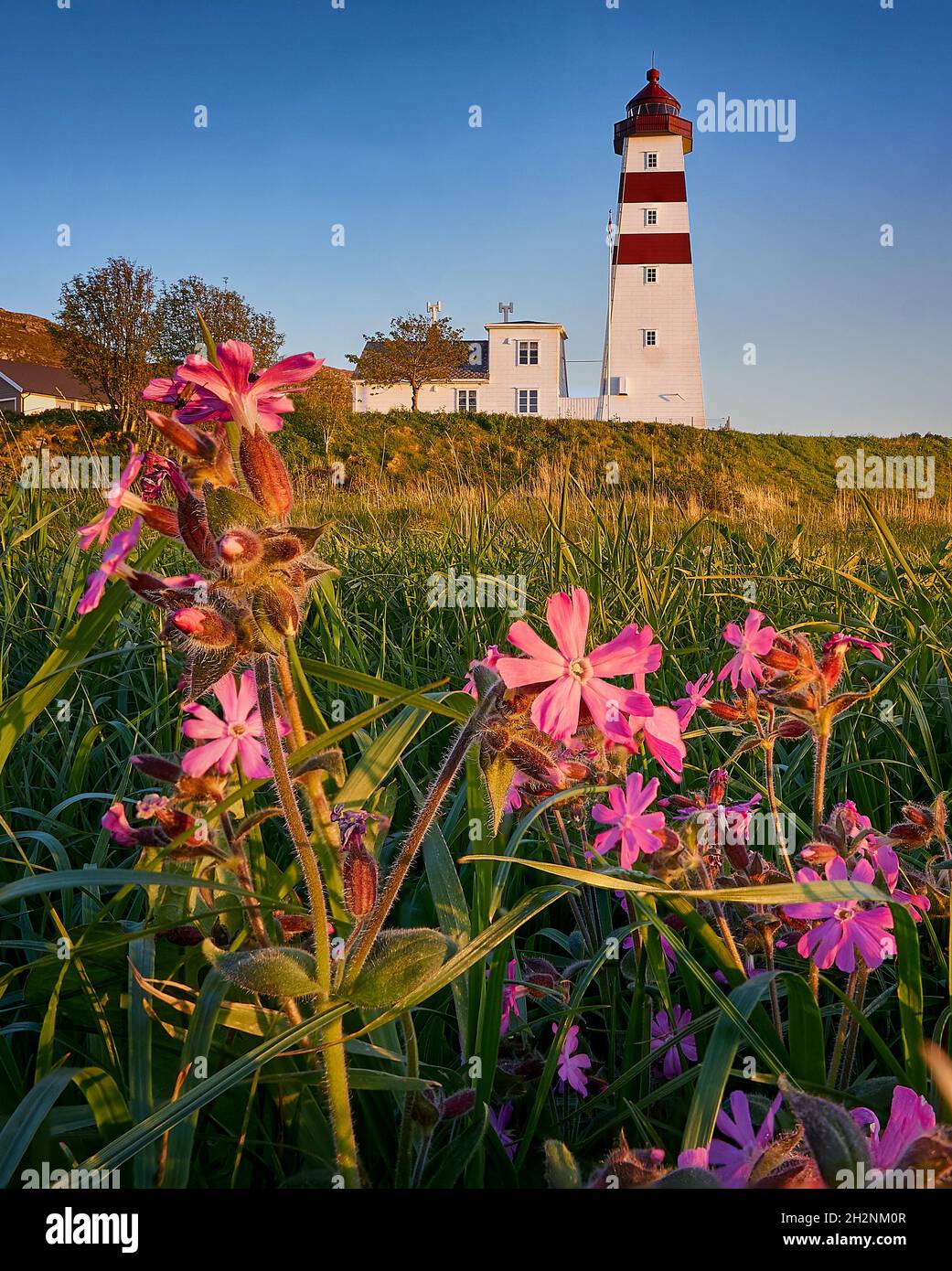 Norway spring landscape flowers hi-res stock photography and images - Alamy