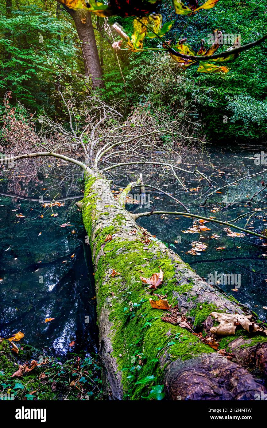 Swamp trees hi-res stock photography and images - Alamy