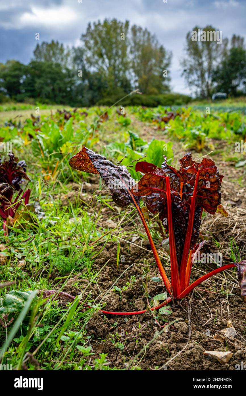 Swiss chard in field awaiting harvest Stock Photo - Alamy