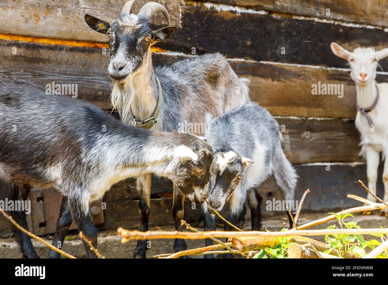 Modern animal livestock. Cute goat relaxing in yard on farm in summer ...