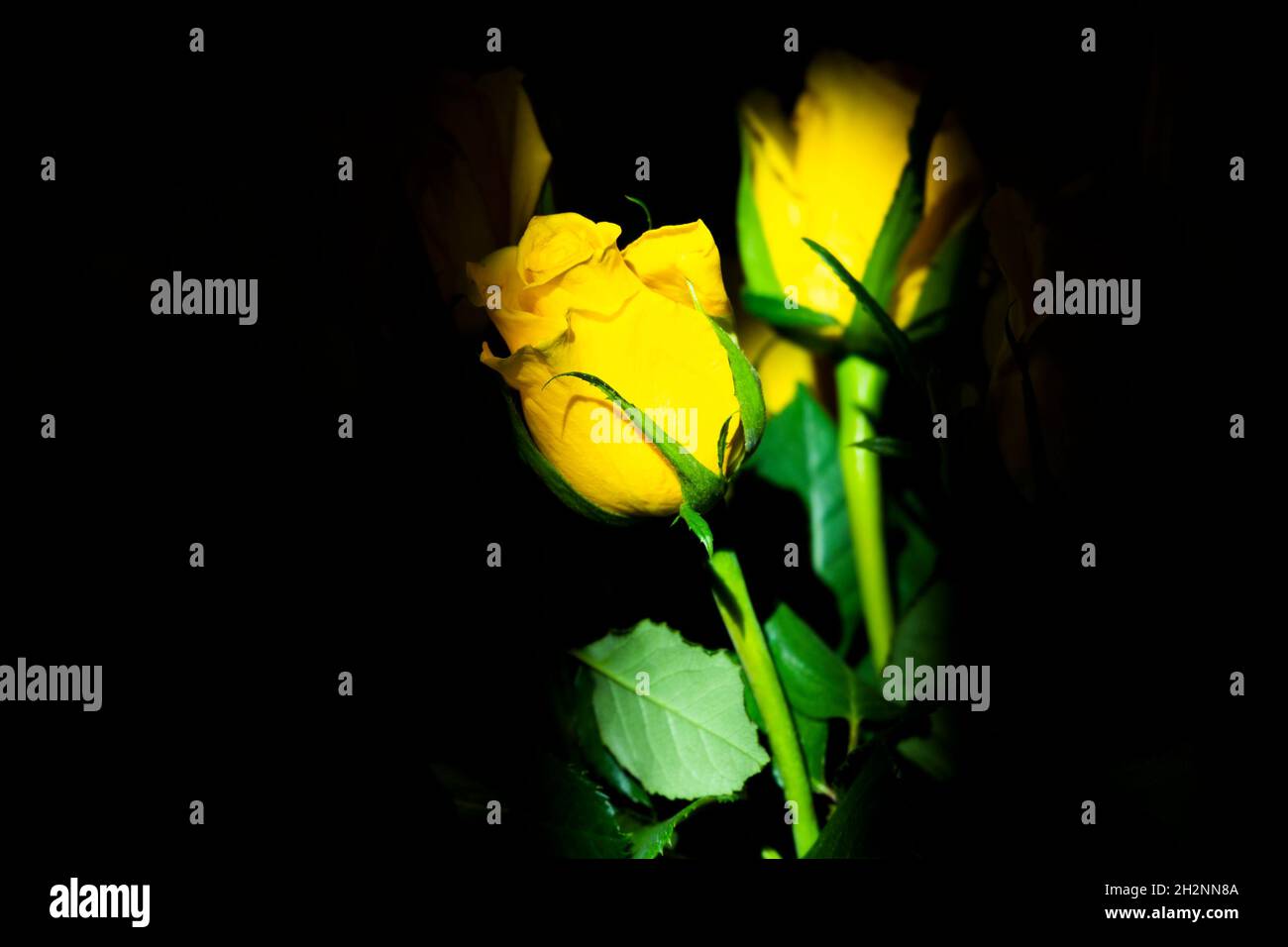 yellow flowers, lit by window light Stock Photo - Alamy