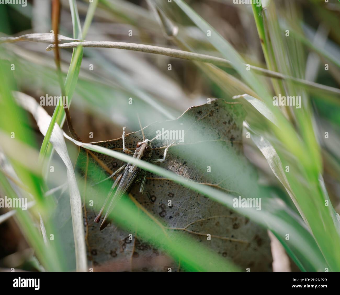 Closeup shot of a bush cricket (Tettigoniidae) in a nice garden Stock ...