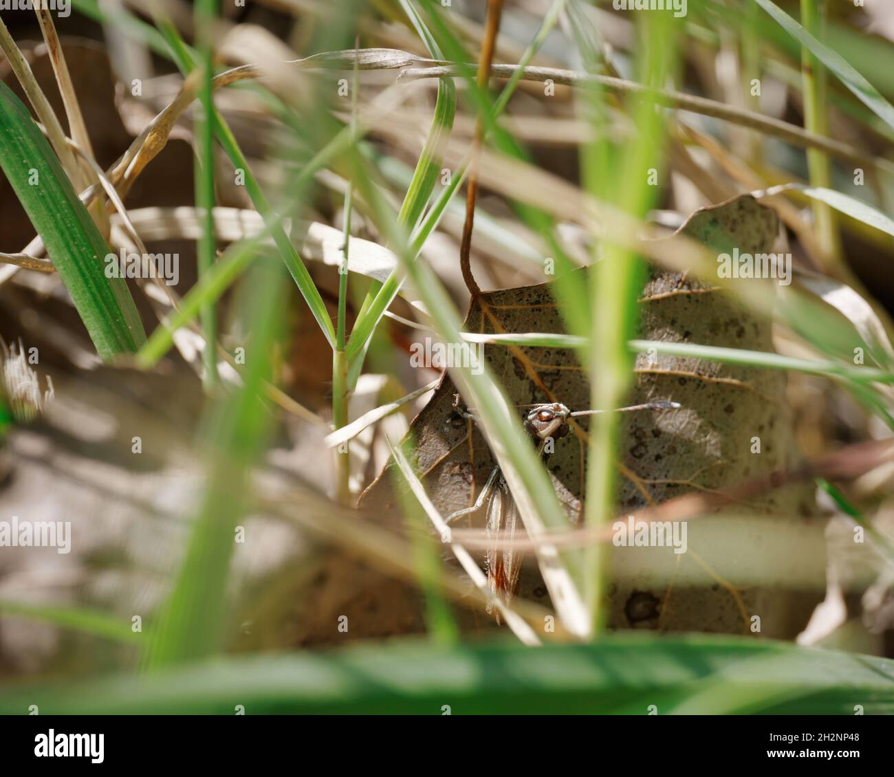 Closeup shot of a bush cricket (Tettigoniidae) in a nice garden Stock ...