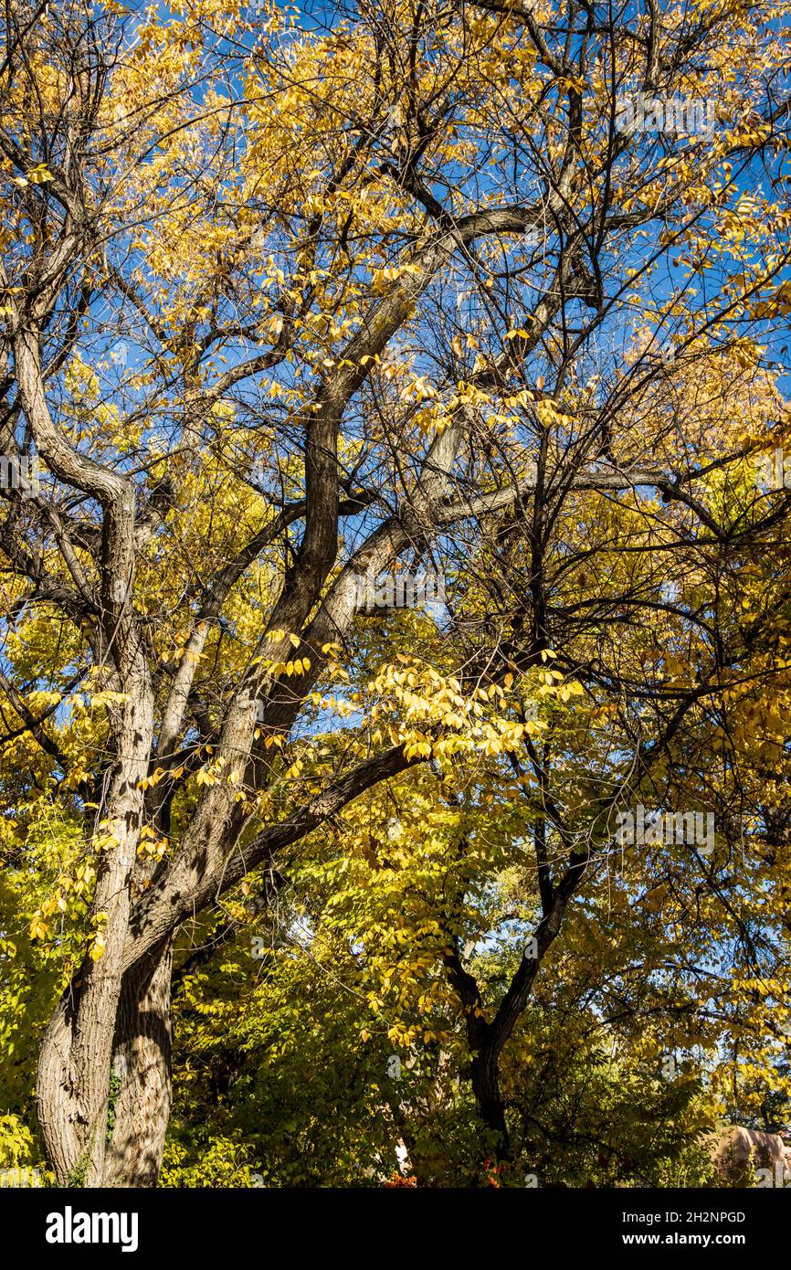 Gerber tree hi-res stock photography and images - Alamy