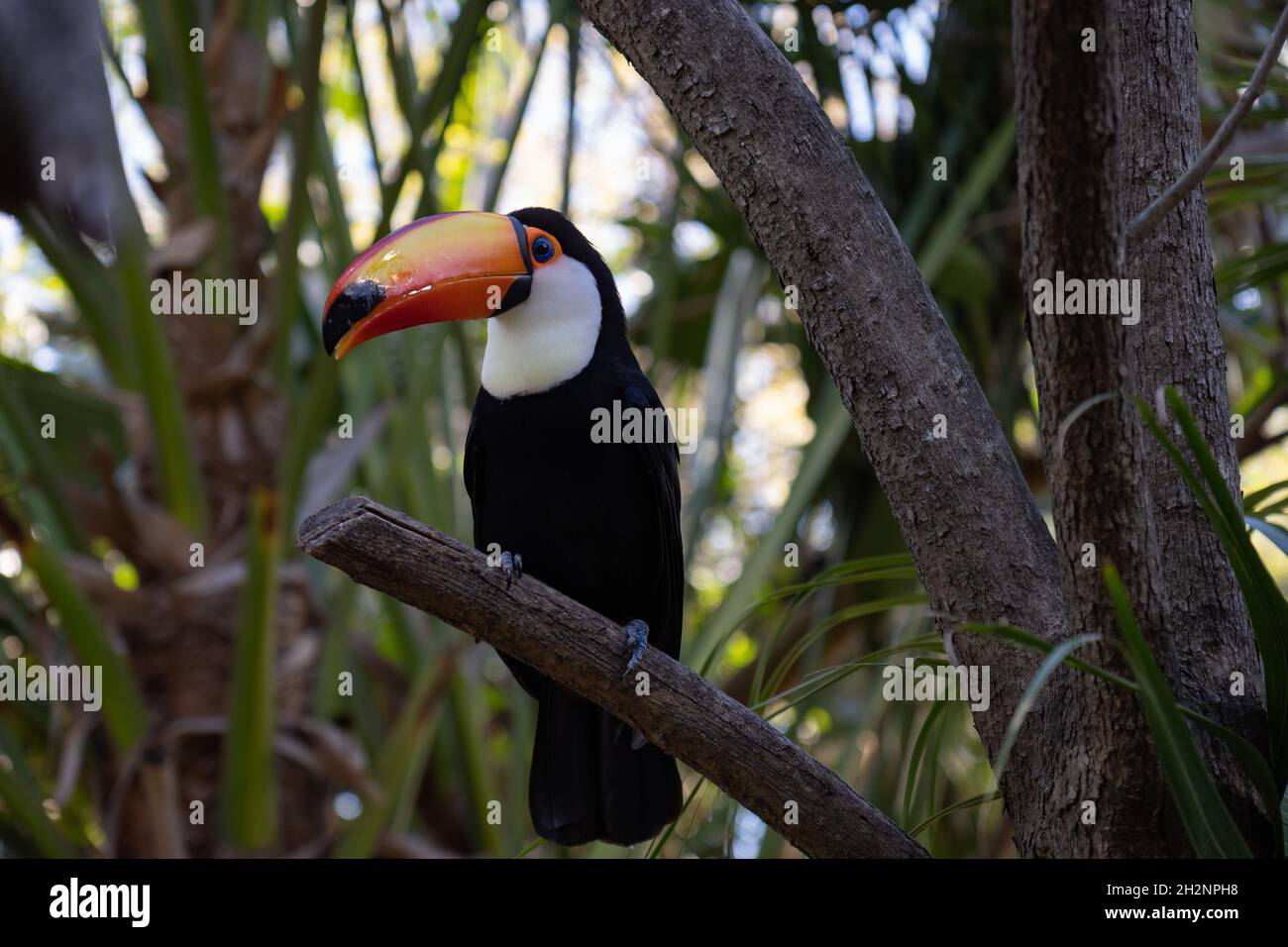Closeup shot of a toco toucan (Ramphastos toco) in the jungle Stock ...