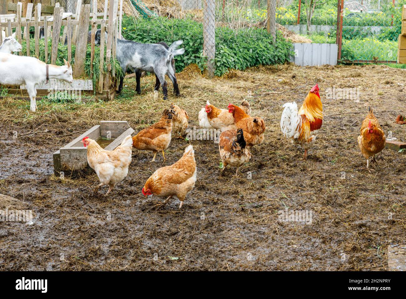 Goat and free range chicken on organic animal farm freely grazing in ...