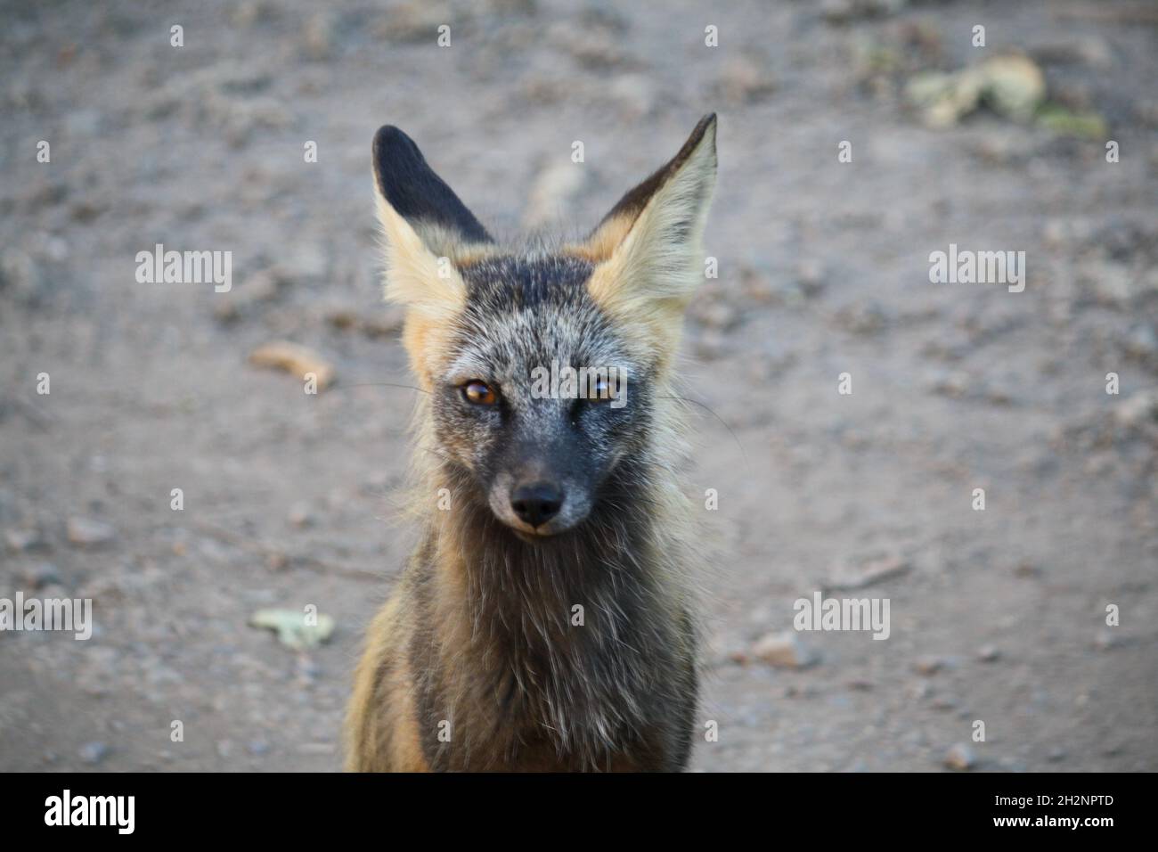 Selective focus of Vulpes Macrotis with blurred background Stock Photo ...