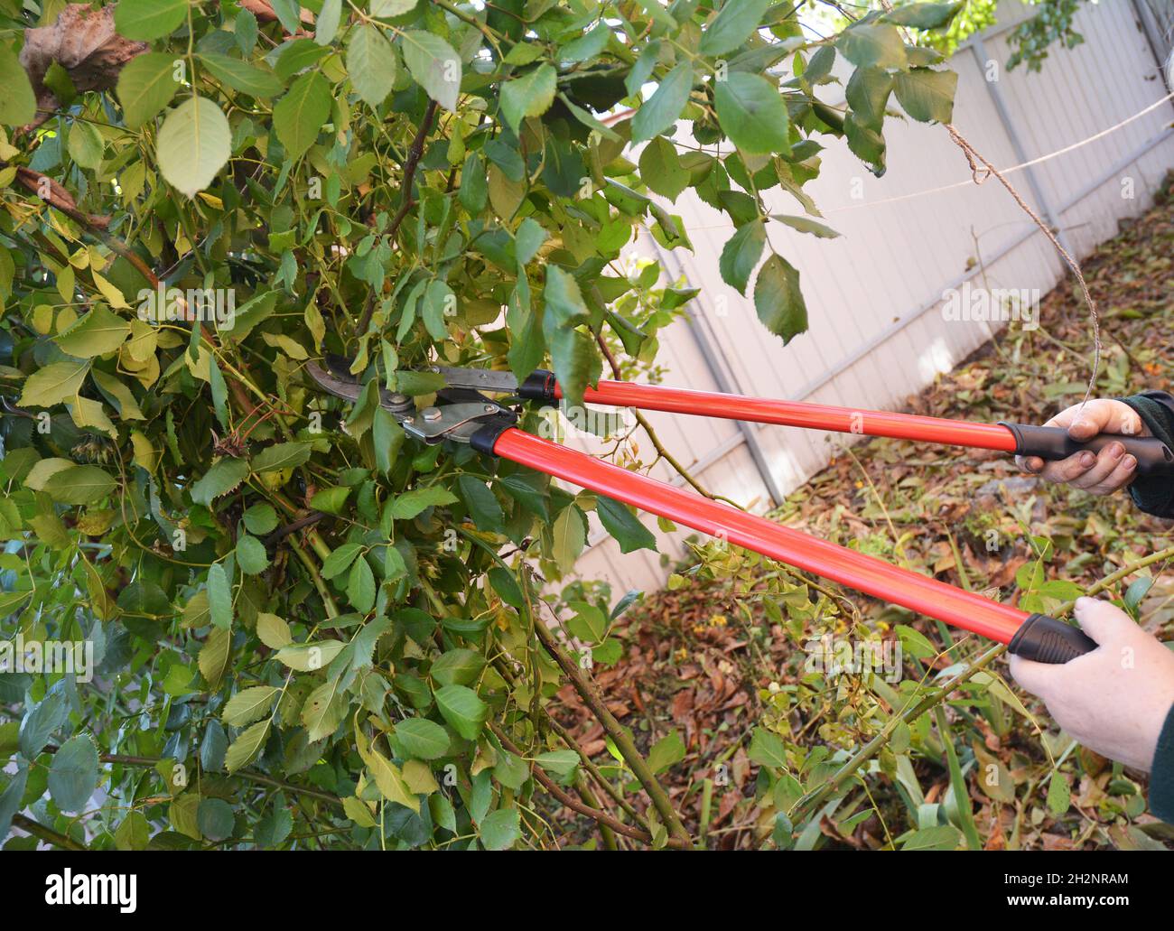 Prune roses autumn hi-res stock photography and images - Alamy