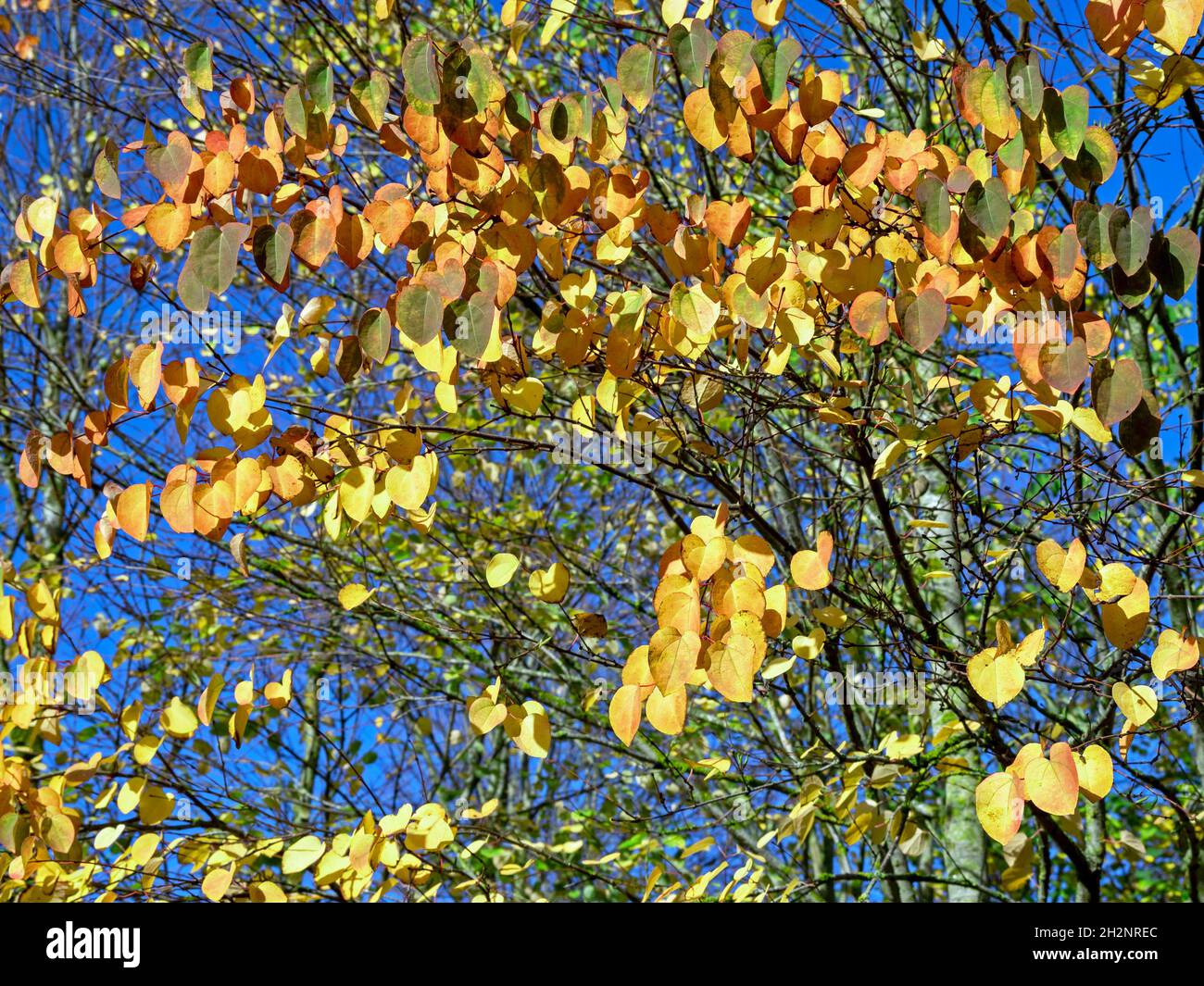Katsura tree hi-res stock photography and images - Alamy