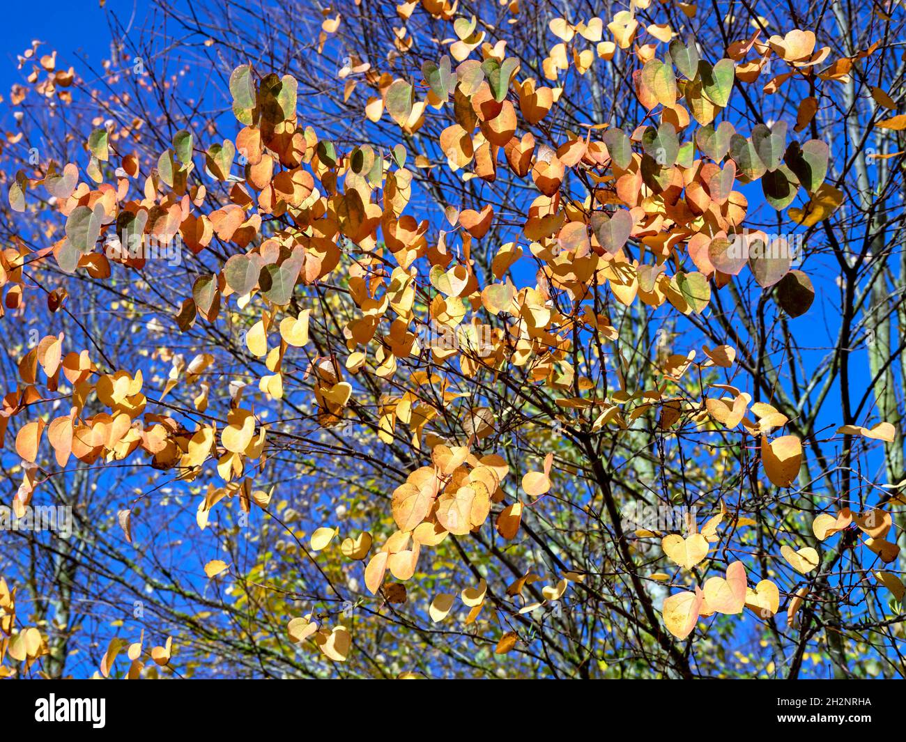 Katsura tree hi-res stock photography and images - Alamy