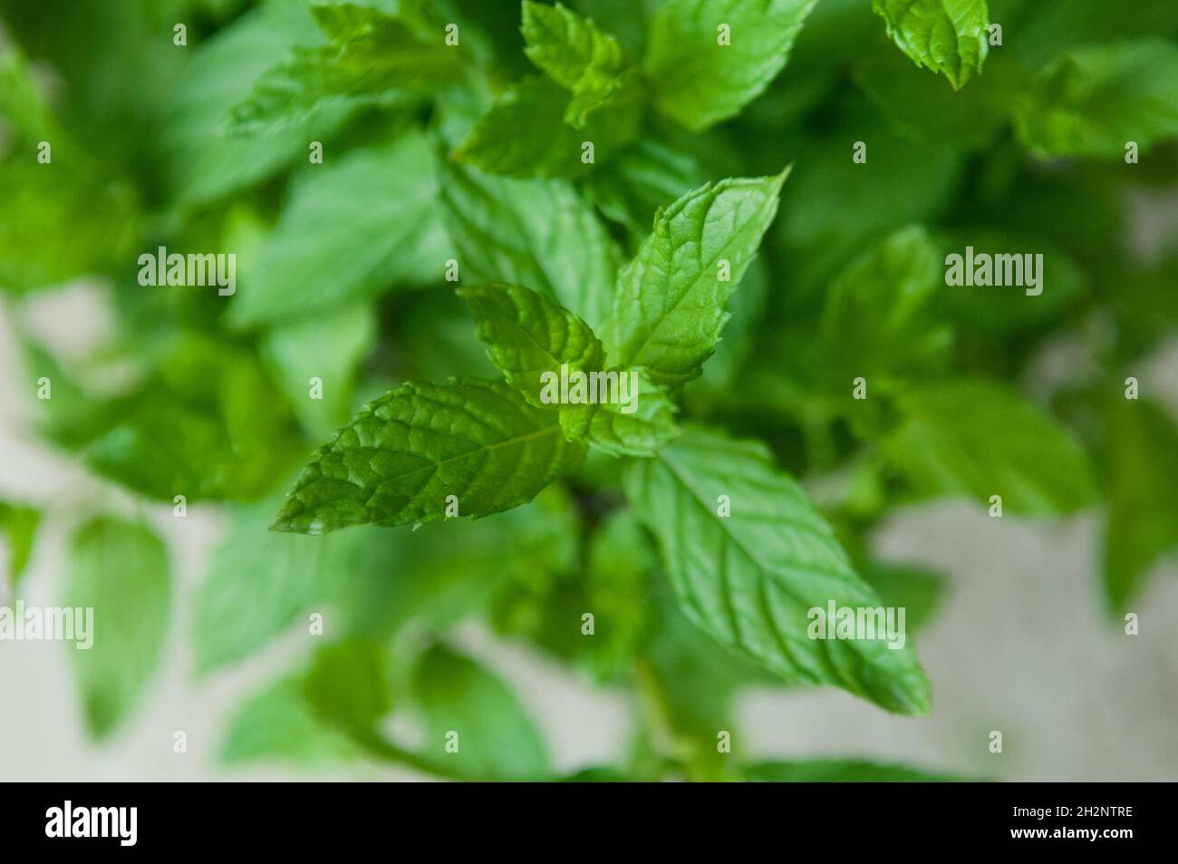 Green mint leaf plants growing Stock Photo - Alamy