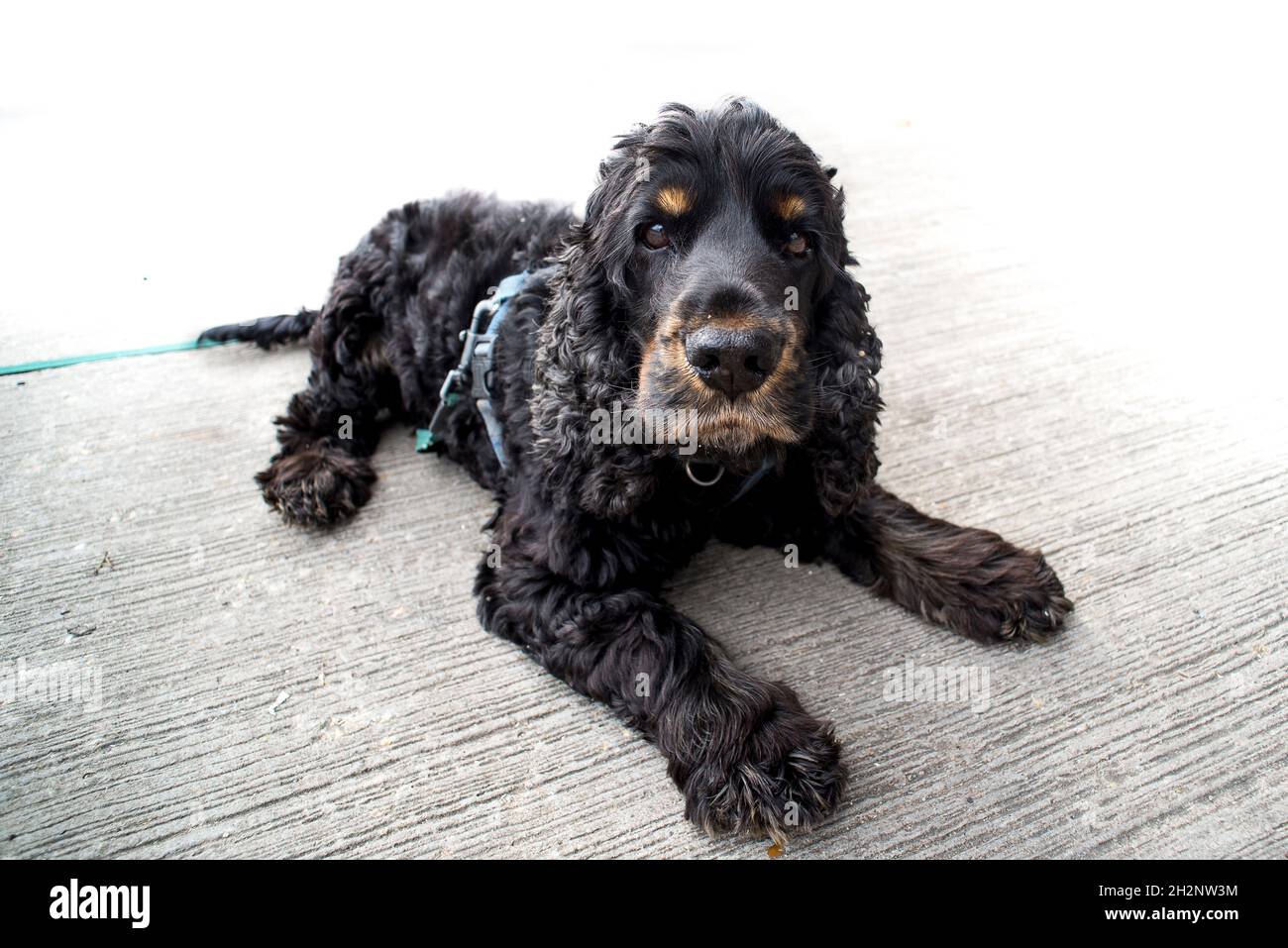 Black curley hair hi-res stock photography and images - Alamy