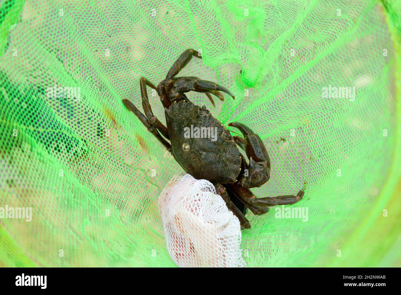 Crab caught at Stoke Gabriel, Totnes, Devon, England, United Kingdom ...