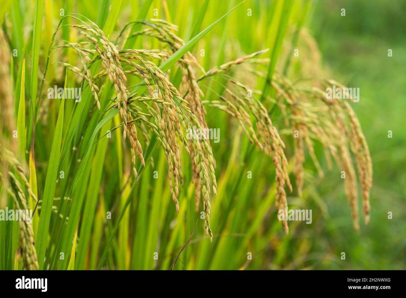 rice grain in the rice field before harvest Stock Photo - Alamy