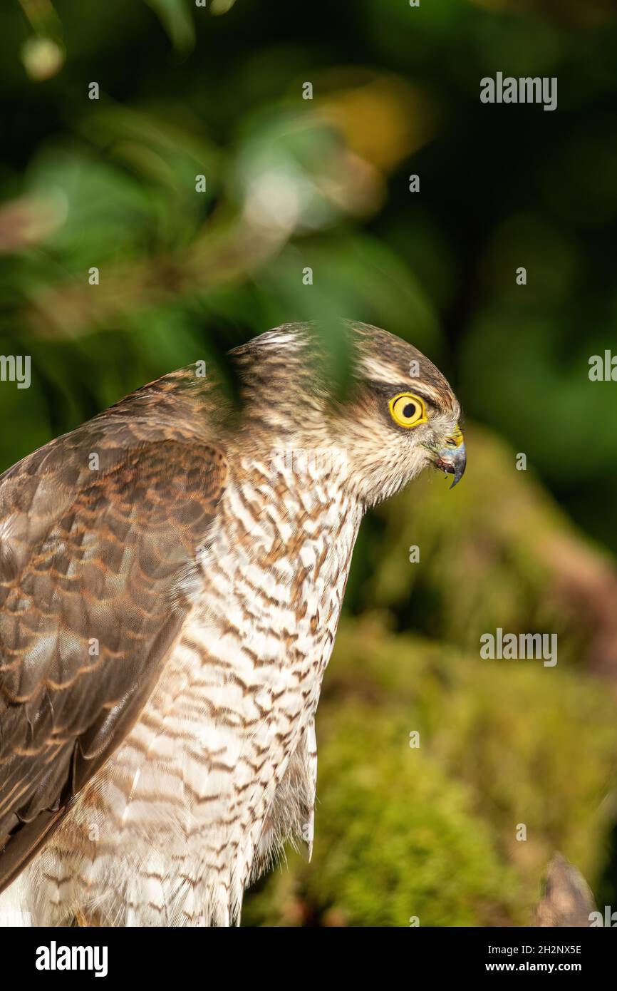 Sparrowhawk (Accipiter nisus), a female bird of prey or raptor perched ...