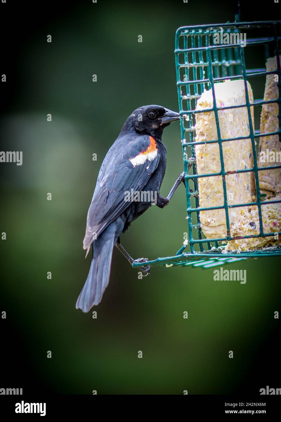 Corpseal hi-res stock photography and images - Alamy