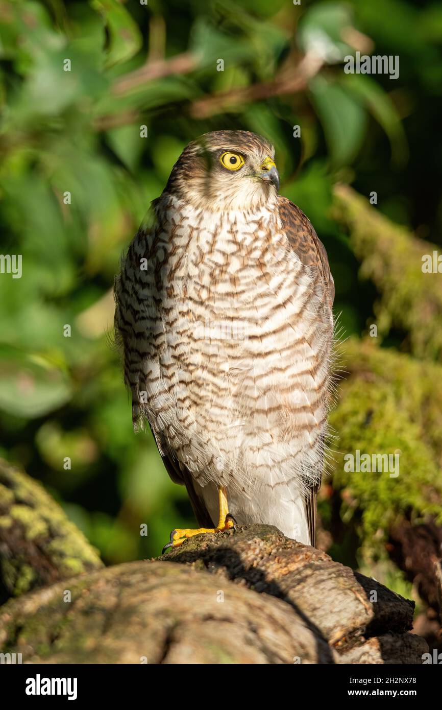 Sparrowhawk (Accipiter nisus), a female bird of prey or raptor perched ...