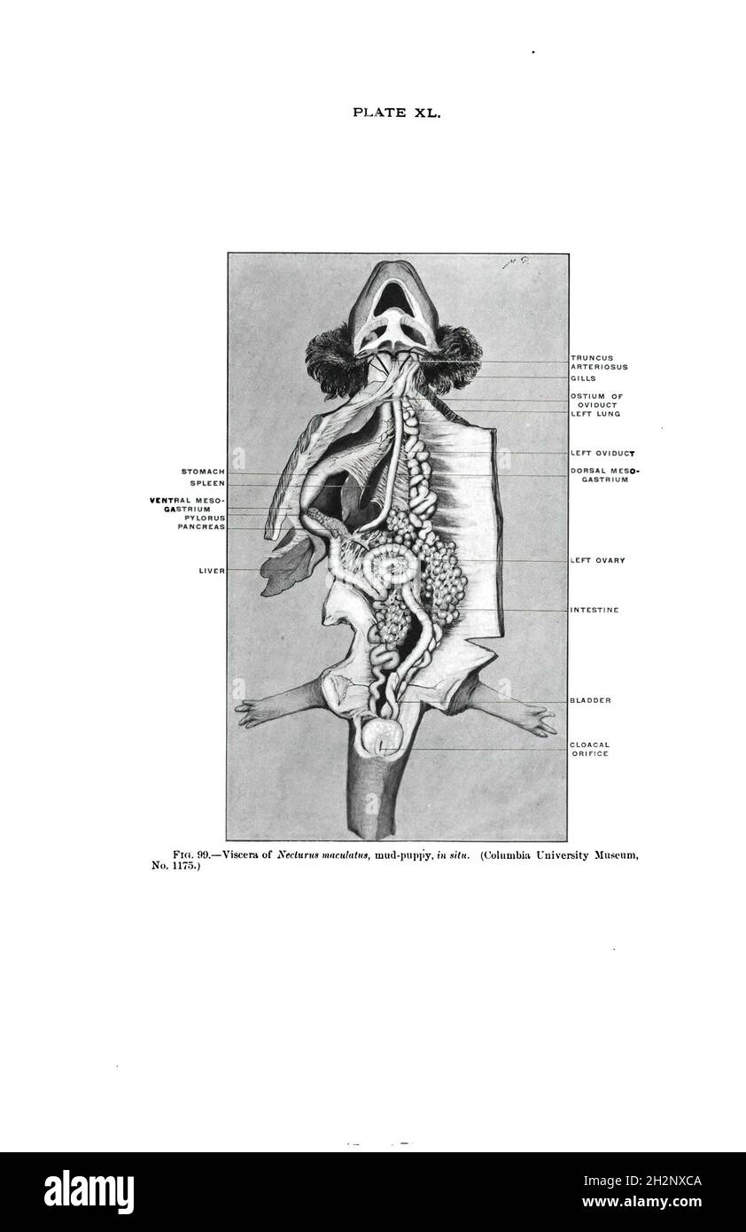 Necturus maculatus hi-res stock photography and images - Alamy