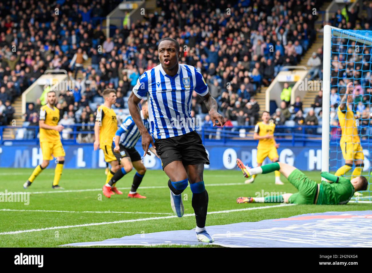 Dennis Adeniran #8 of Sheffield Wednesday celebrates scoring a goal to ...