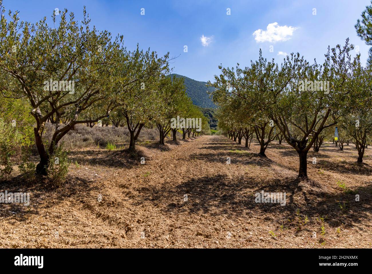 Modern cultivated Olive Grove at Venterol, Auvergne Rhone, Alpes ...
