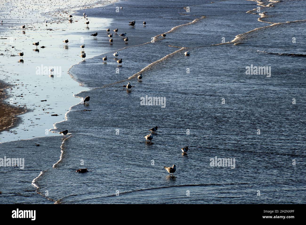 A large collection of assorted seabirds on a beach during an incoming ...