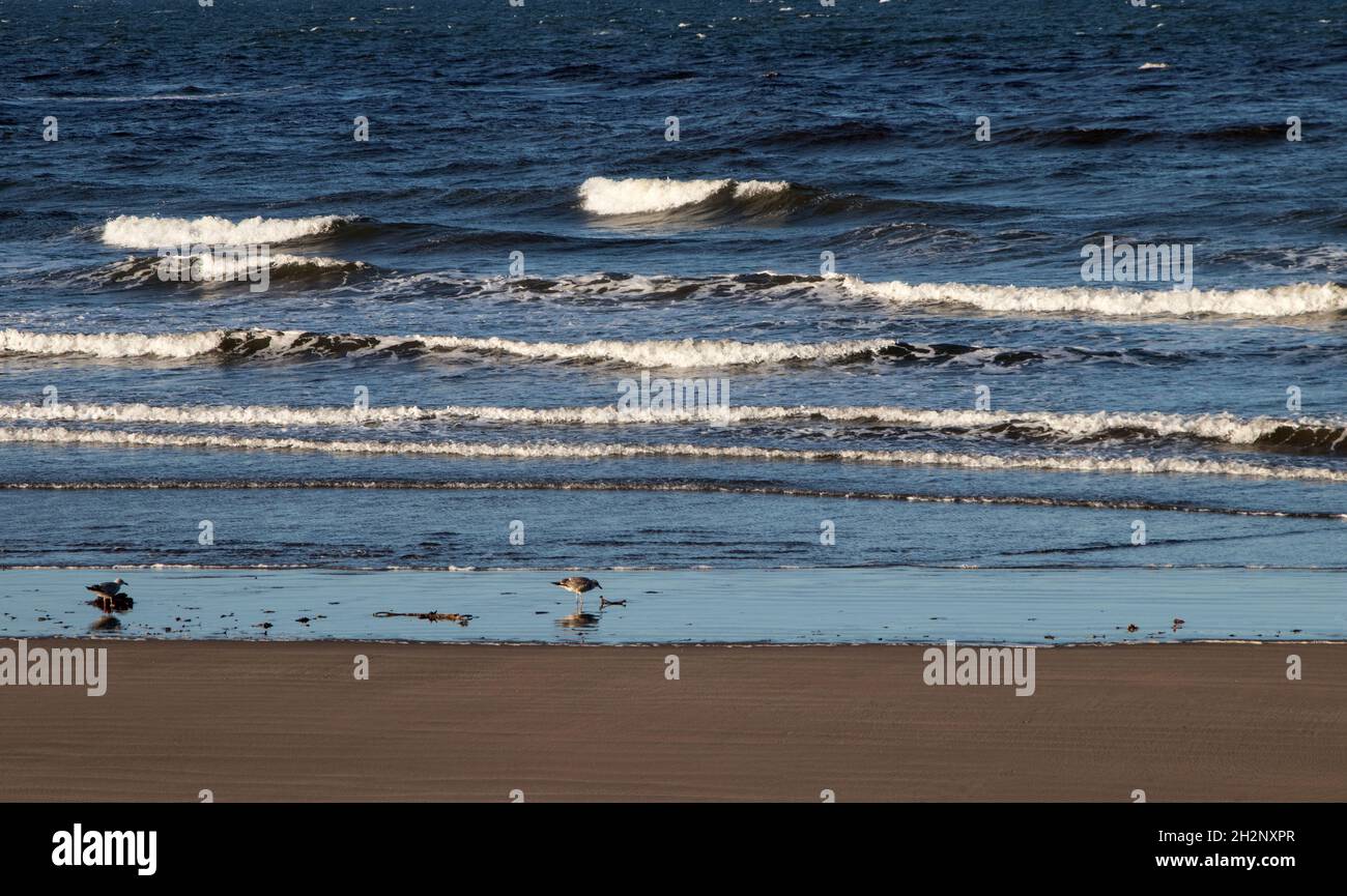 White waves and incoming tide at a beach location with wading seabirds ...