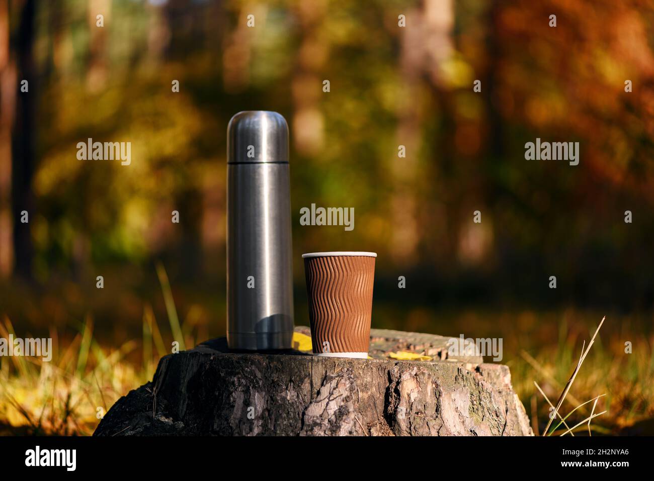 Thermos and disposable paper cup of coffee or tea on old tree stump in ...