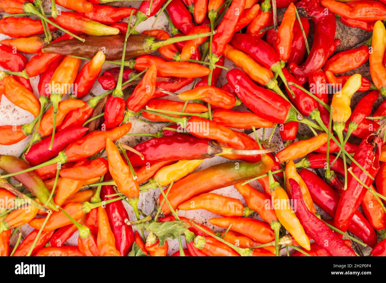 Fresh Chilli is an erect, branched, shrub-like herb with fruits which ...
