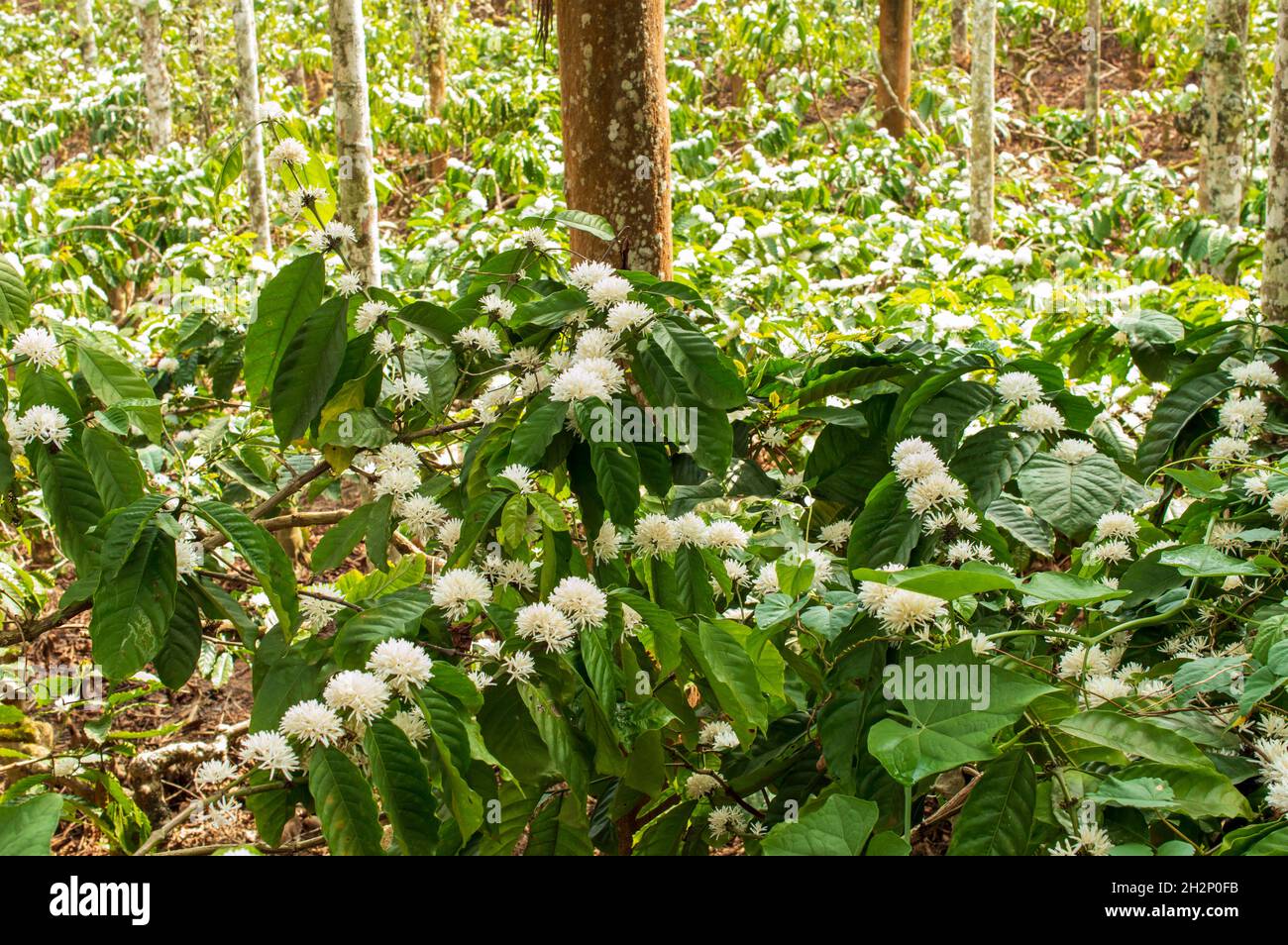 Coffee comes from a pretty spectacular plant. Not just because it ...