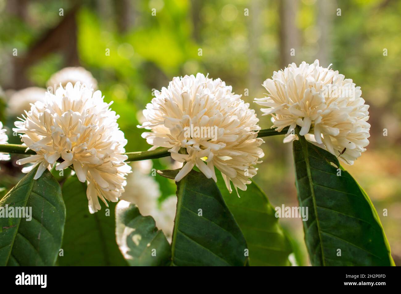 Coffee comes from a pretty spectacular plant. Not just because it ...